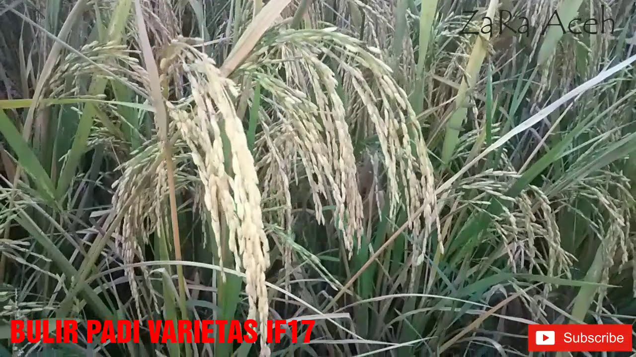 BULIR PADI VARIETAS IF17 ACEH - YouTube