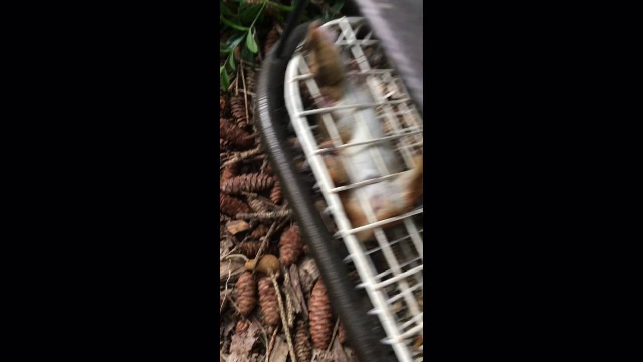 Daring Chipmunk rescue - YouTube