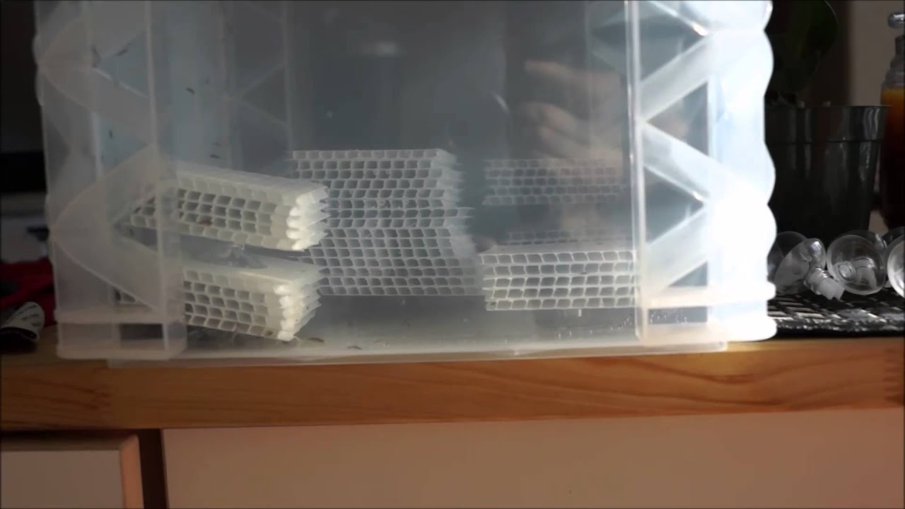 My easy & simple pod and brine shrimp culture - YouTube