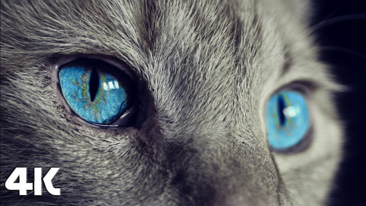 4k ultra HD video||4k regulation||4k video|| BEST 4K ULTRA HD VIDEO [60 ...