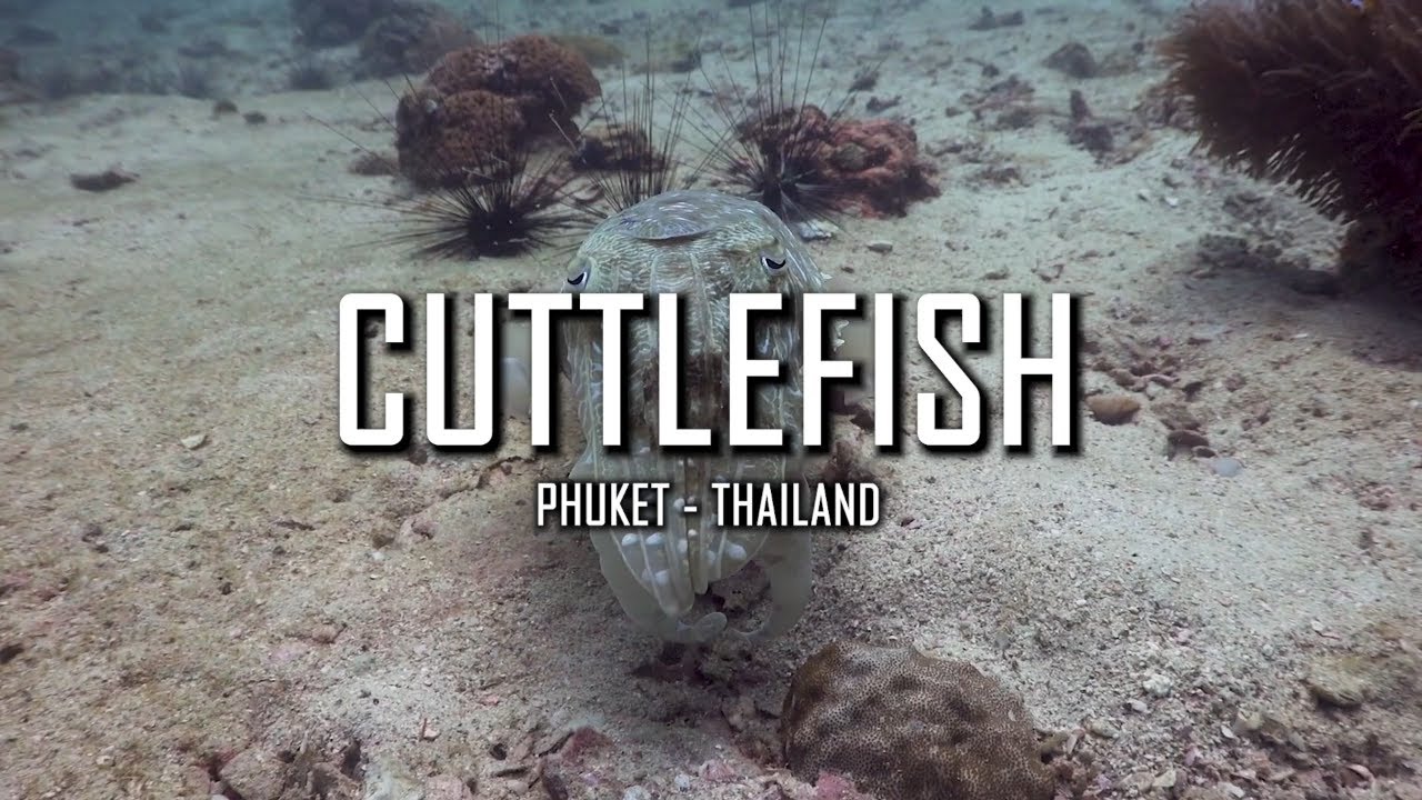 Mesmerizing Cuttlefish Underwater Dance | Exploring the Magic of Marine ...