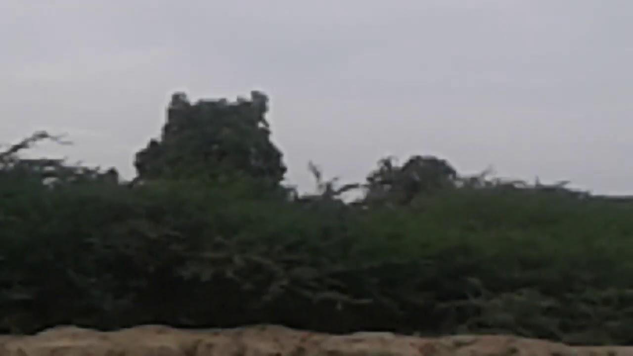 A Neem Tree is Look Like a Temple - YouTube