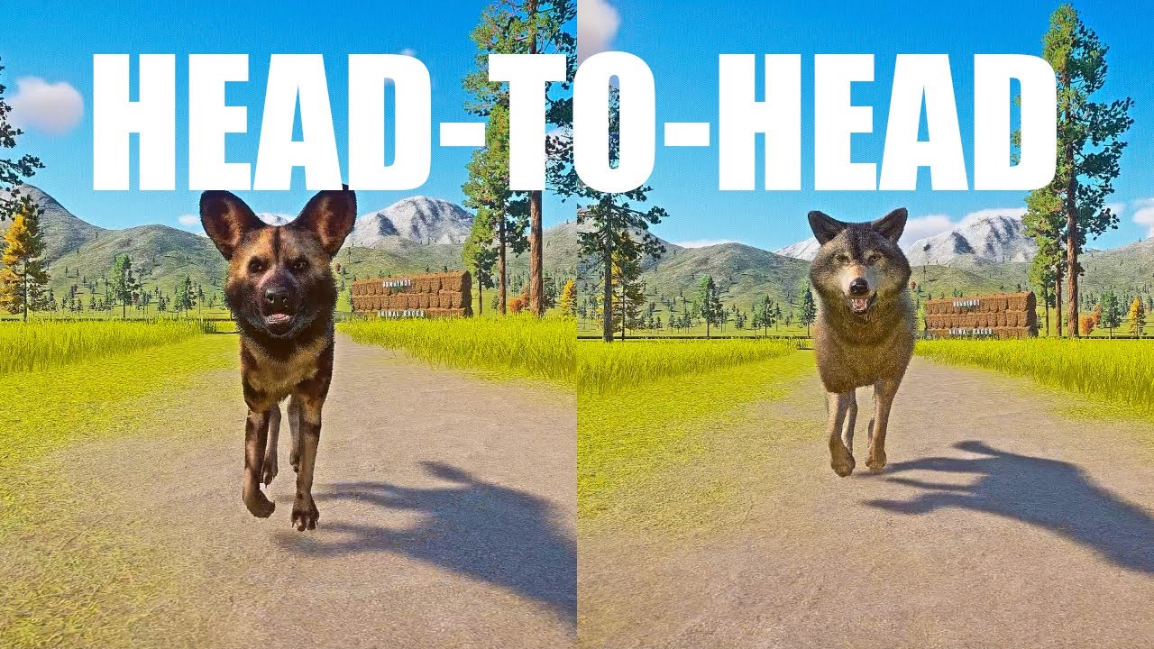 Timber Wolf vs African Wild Dog A Head to Head Speed Race in Planet Zoo ...