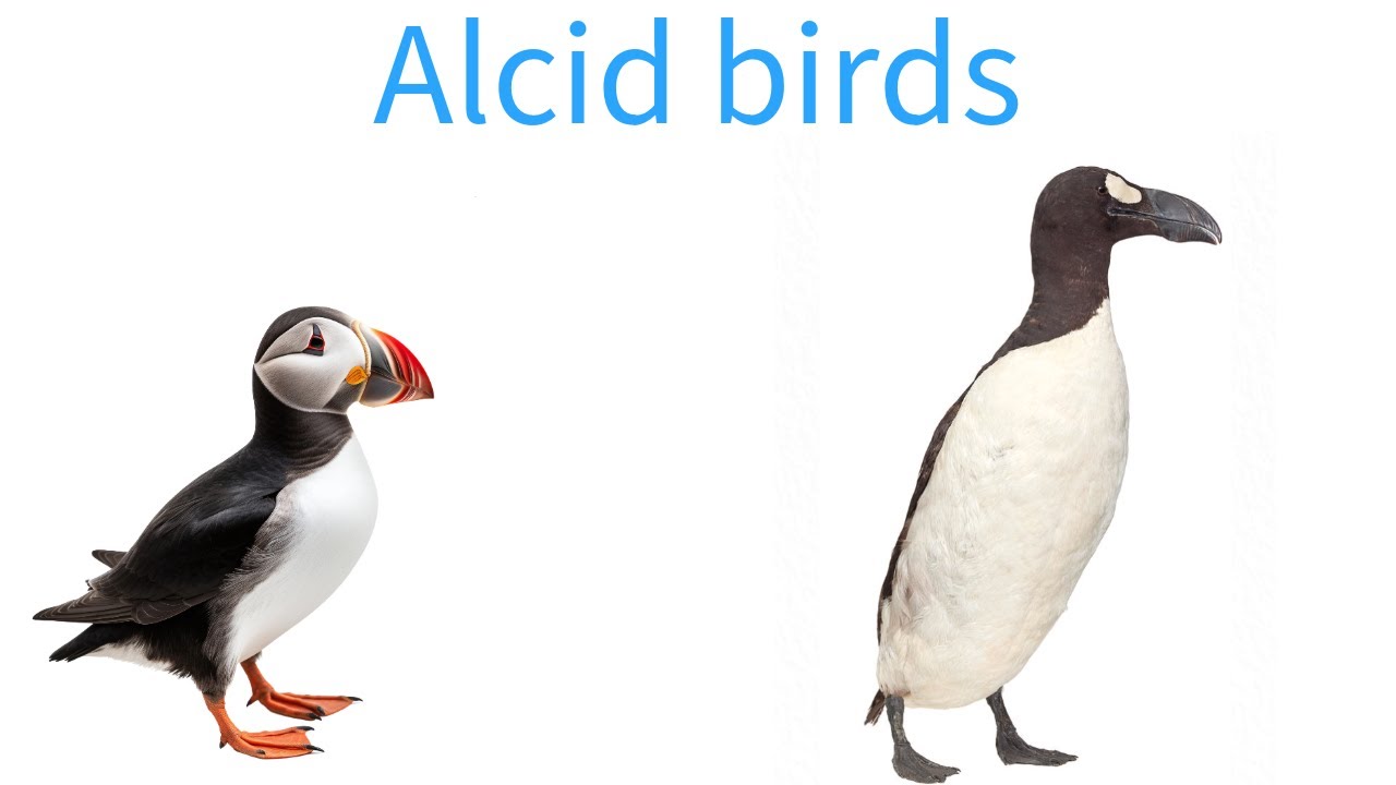 All About Puffins and Alcid birds. - YouTube