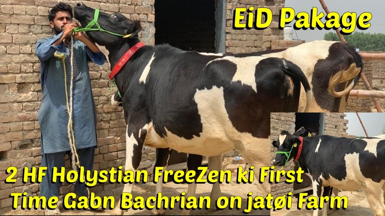 2 HF Breed Ki First time Ki gabn bachrian available on jatoi farm - YouTube
