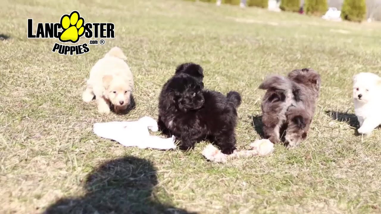 Pomapoo Puppies - YouTube