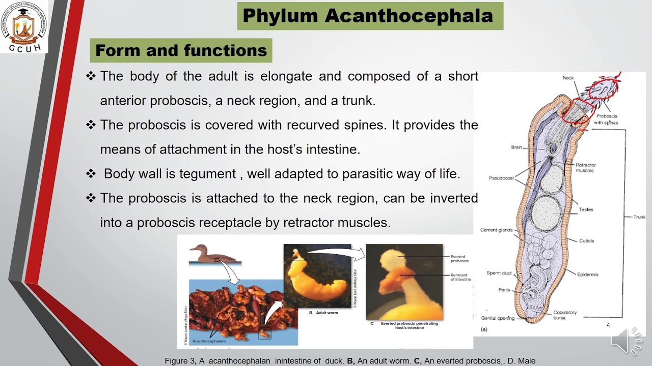 Phylum Acanthocephala - YouTube