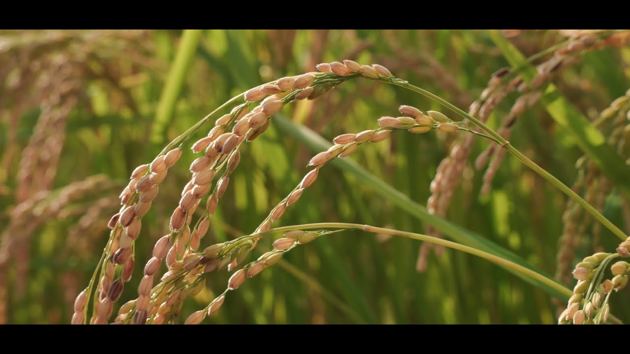 Small Japanese Rice Farm | A Dying Art - YouTube