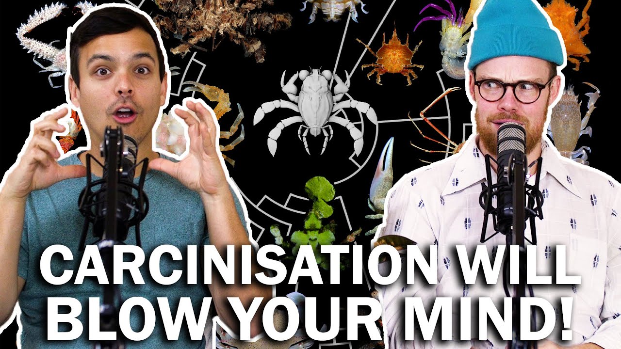 Carcinisation will blow your MIND! - YouTube