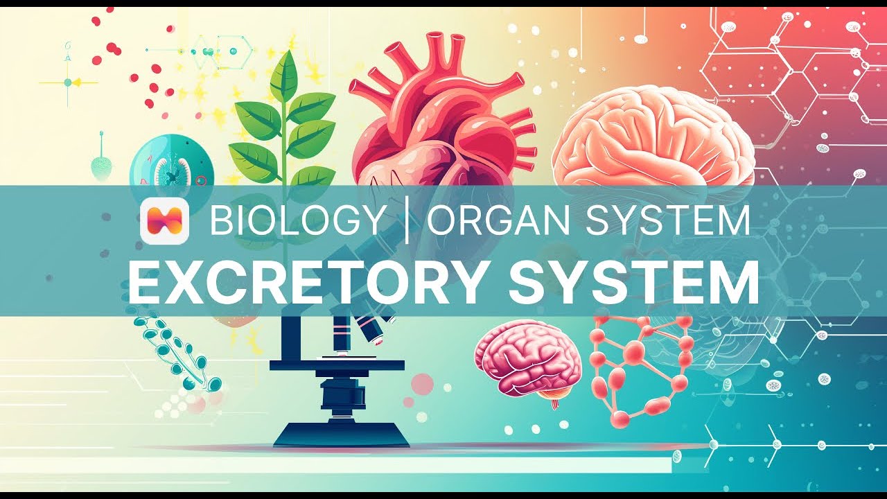 Biology | Organ Systems | Excretory System - YouTube