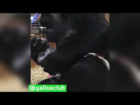 Рождение | обезьяна | шок | супер мама| день матери | Mother's day