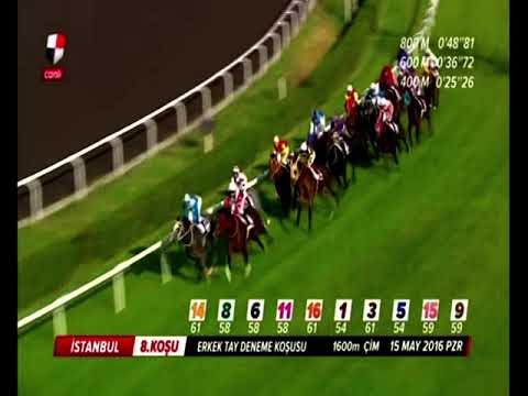 2016 ERKEK TAY DENEME KOŞUSU (G1) GRAYSTORM / AHMET ÇELİK - 1.600M ÇİM