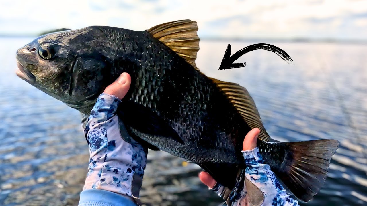 BLACK DRUM Clean And Cook - Delicious Blackened Recipe! - YouTube