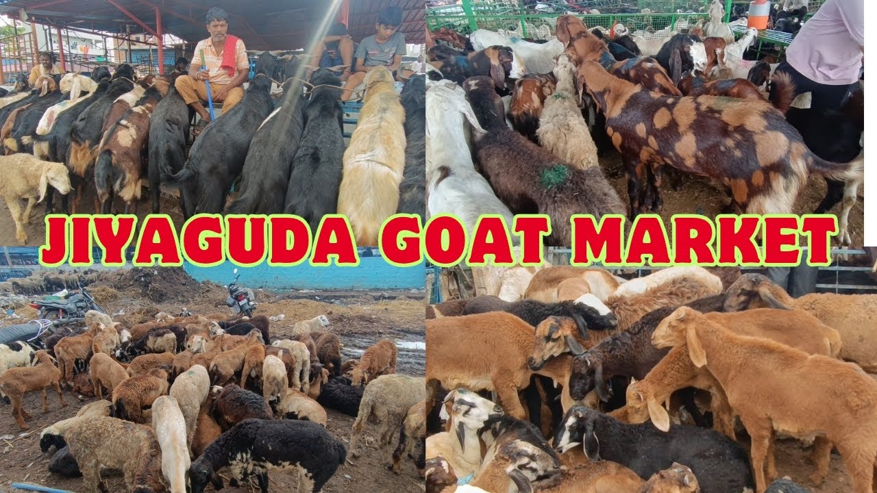 Jiyaguda Goat Market (Bakra Mandi) @ Hyderabad, Telangana India (Update ...