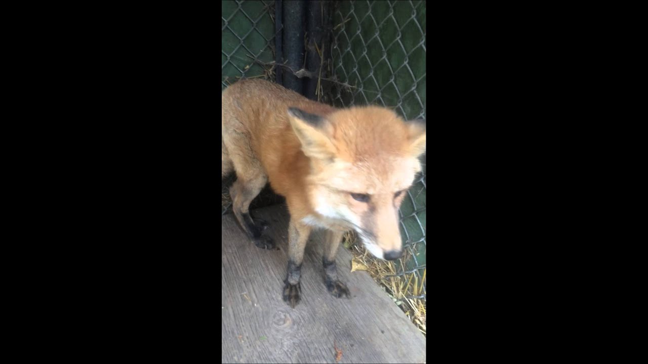 Petting a fox - YouTube