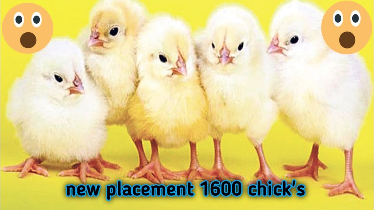 1 day old broiler chick's || 1600 chick's placement || broilerfarming ...