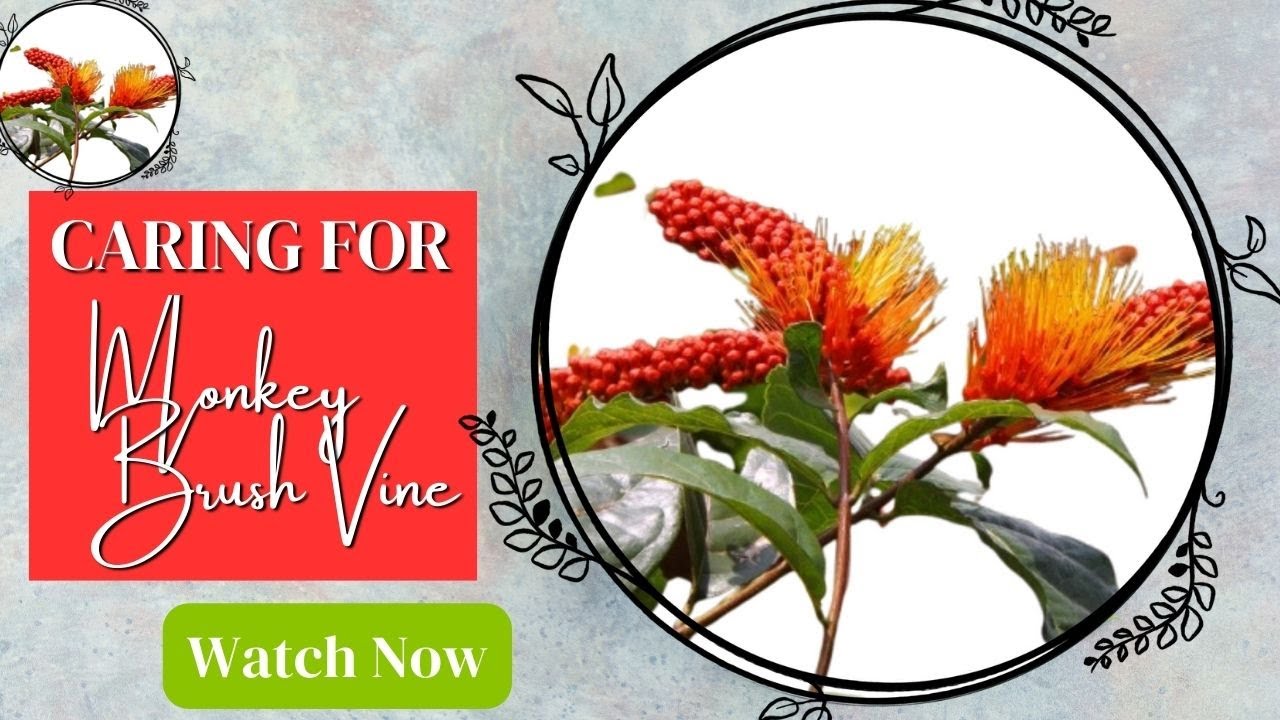 How to care for and prune Monkey Brush Vine - YouTube