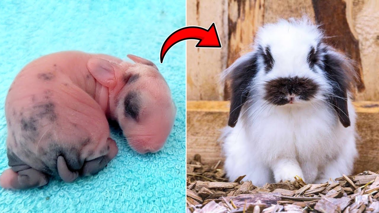 Baby Rabbits Grow Up [ Day 1 - 18 ] - YouTube