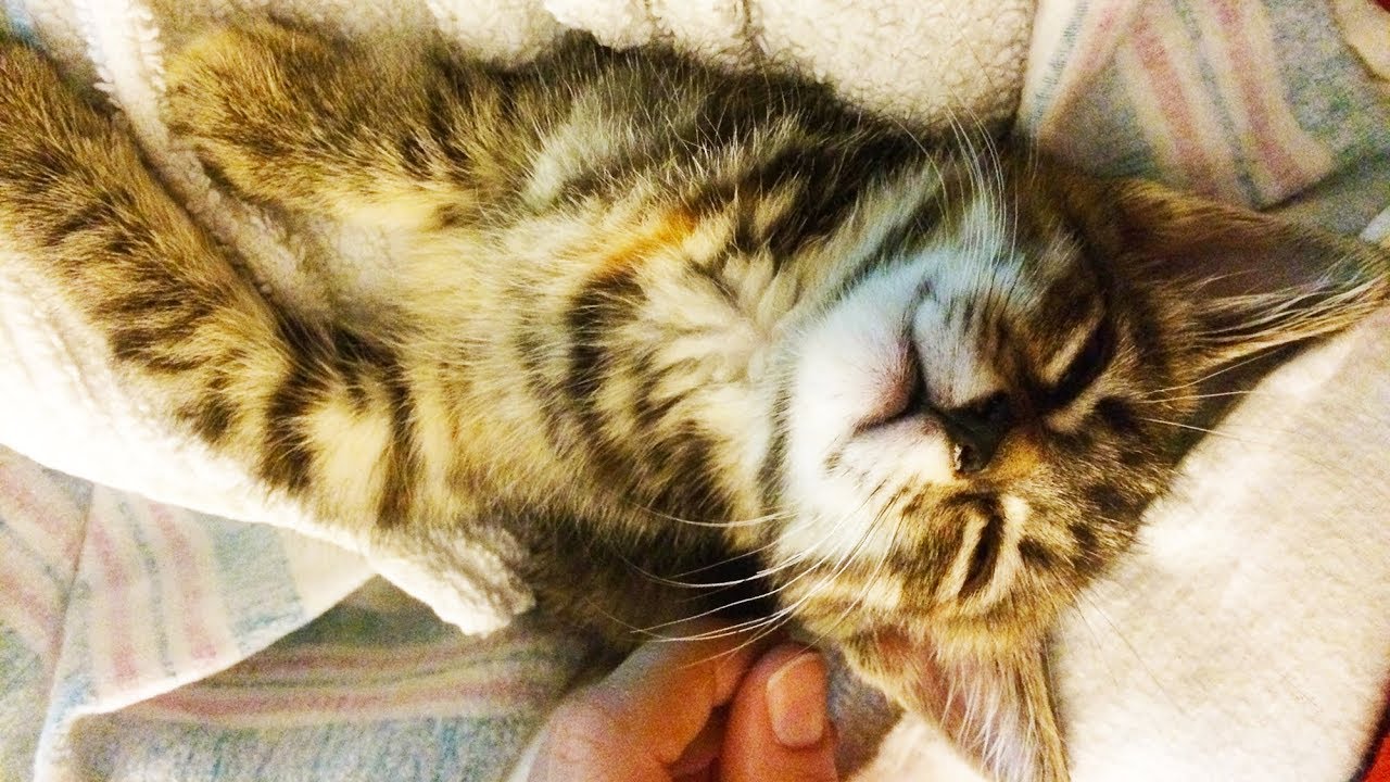 Socializing Scared New Foster Kittens - Goblin litter's first days home ...