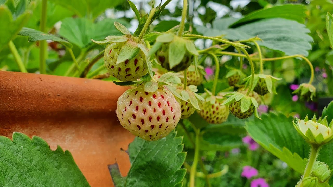 Pineberry Tree Buy White Strawberry Plants • Strawberries With Home