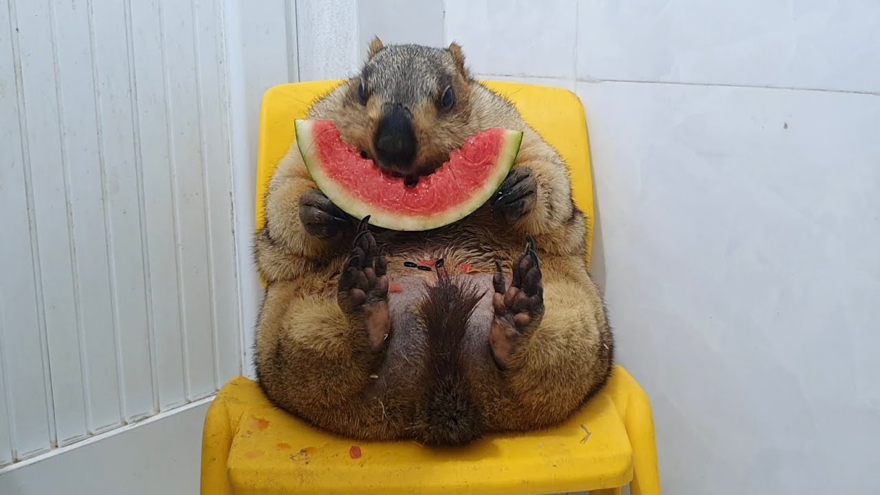 funny marmot sits and chews watermelon - YouTube