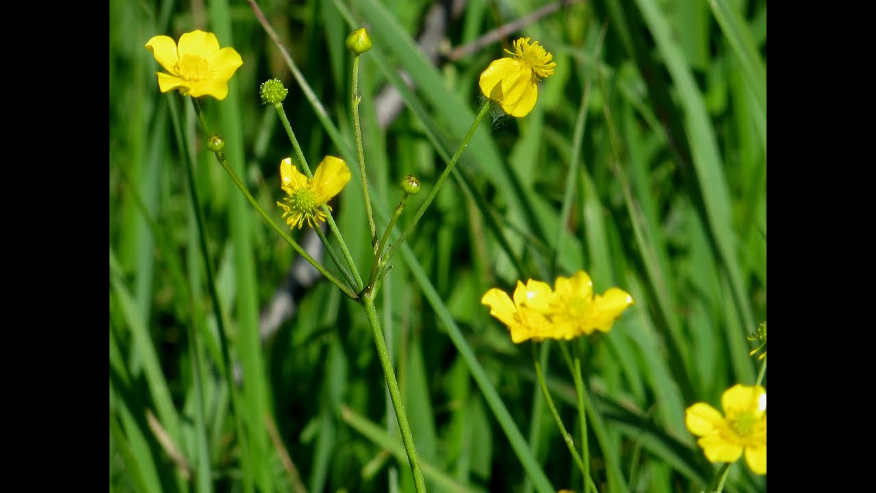 Wild Flowers, Botany, Russia, part 6 (Полевые цветы) - YouTube