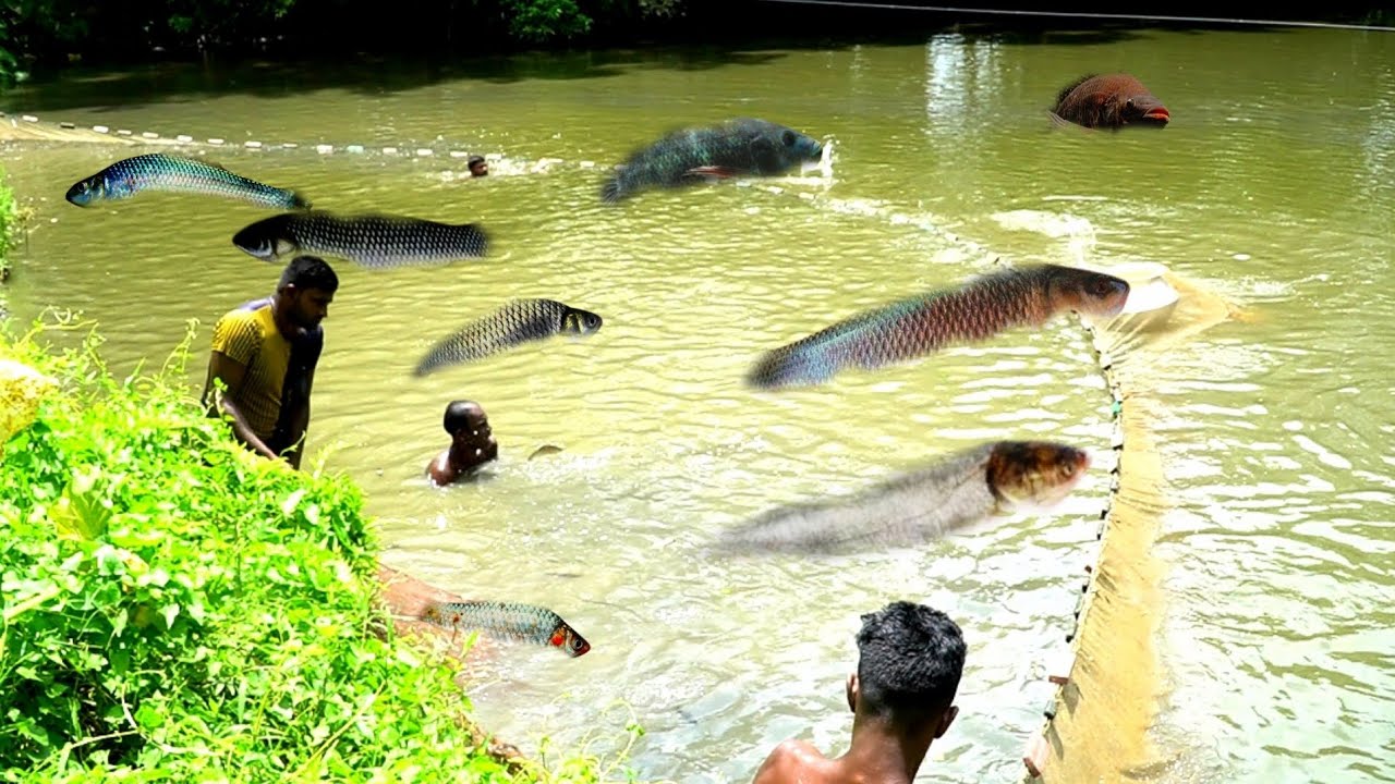 Fish farm। Fish catching from fish farm। FishingWorld। - YouTube