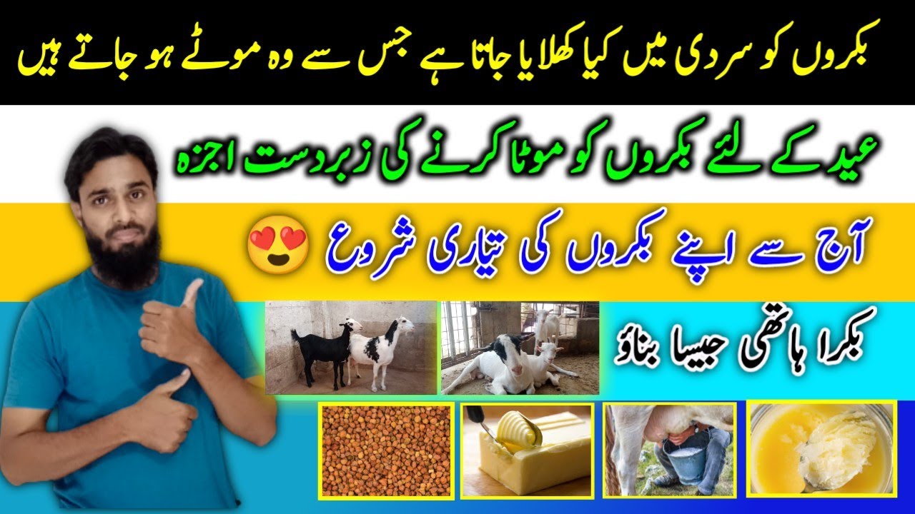 Sardi Mein Bakron Ko Mota Karne Ke Liye Kya Khilate Hain || Bakre Ka ...