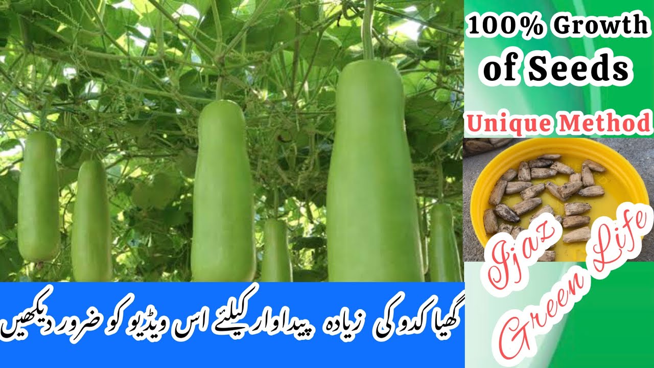 How to grow gourd seeds at home | Care & Harvesting of Gourds - YouTube