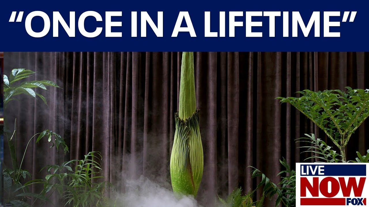 WATCH: 10-year rare "Corpse Flower" bloom and wither - YouTube