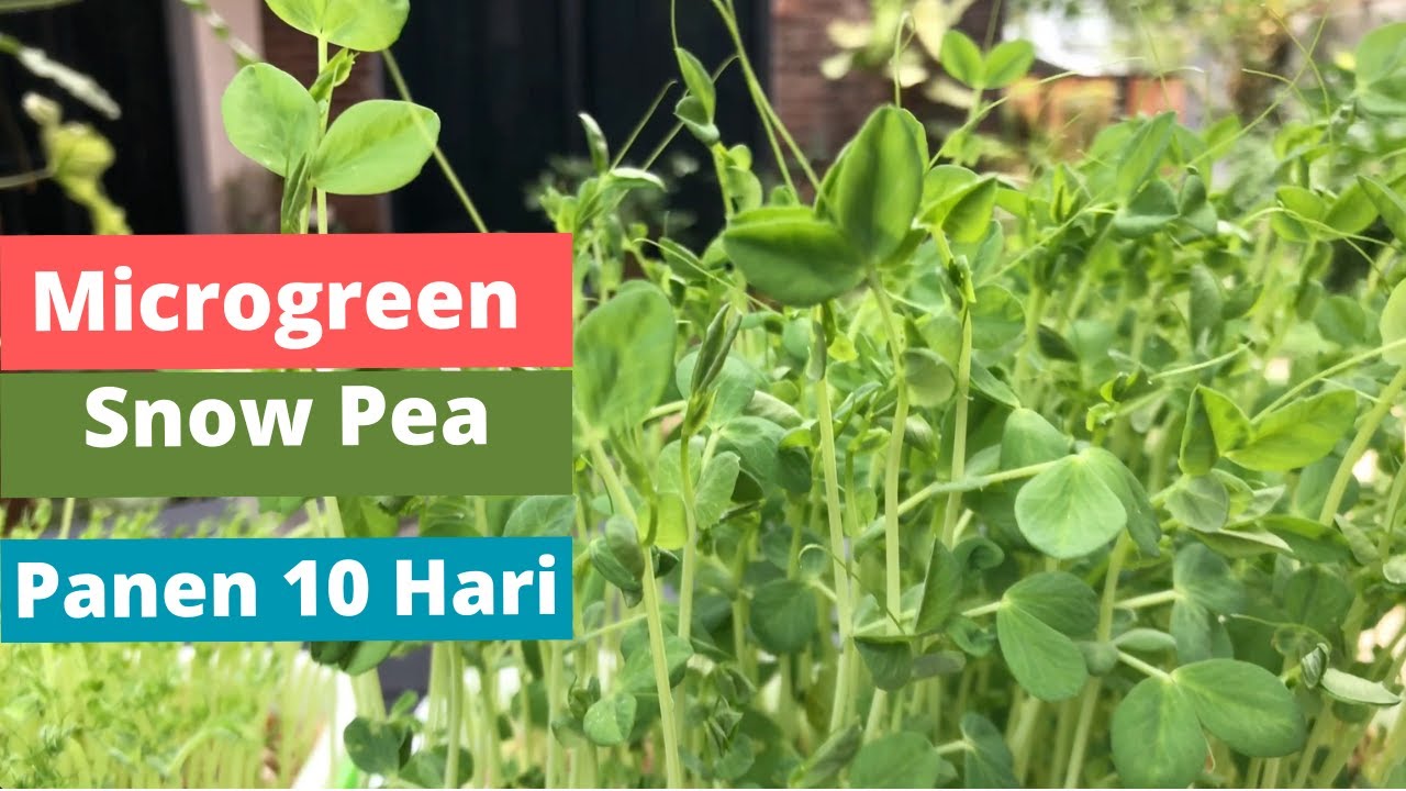 Microgreen Snow Pea VS Pea Tendril. Panen dalam 10 hari. - YouTube