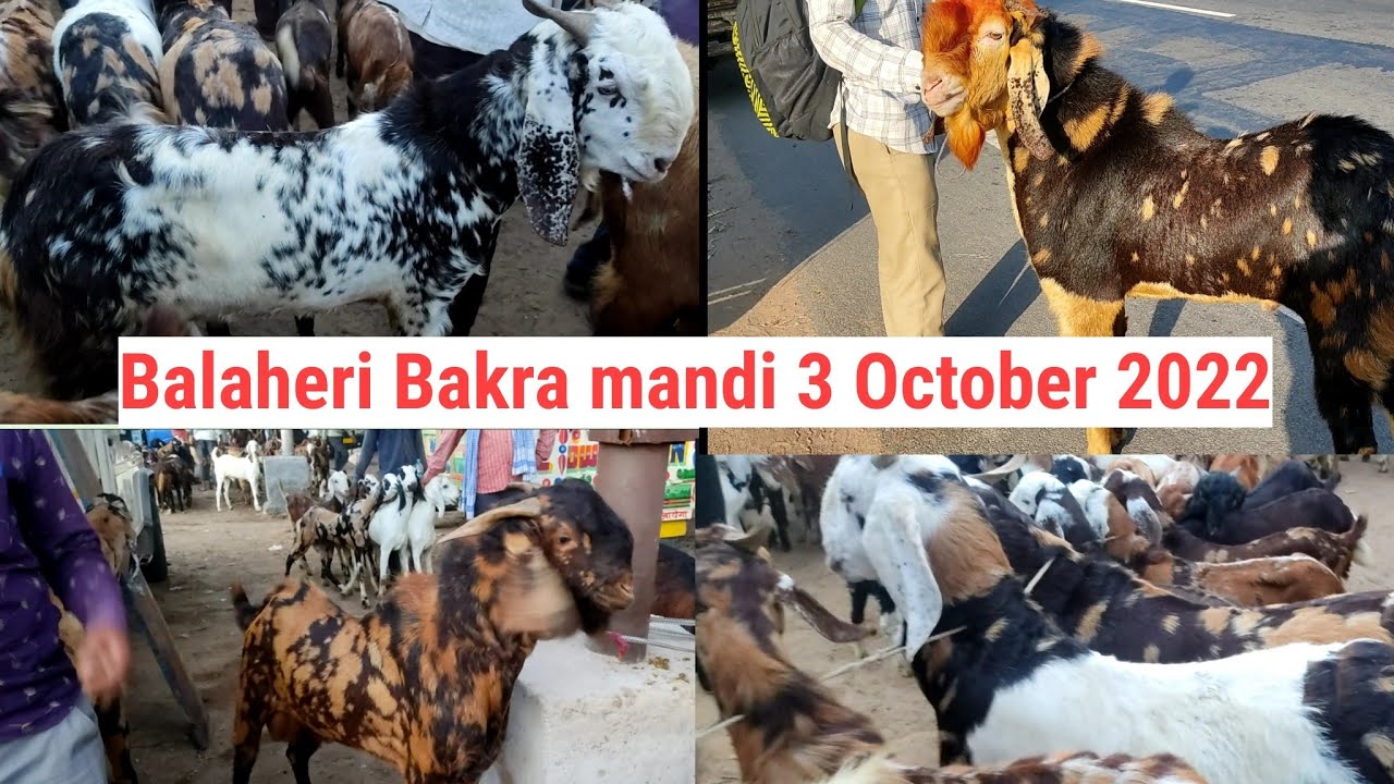 Rajasthani Biggest Bakra mandi Balaheri bakra mandi . Goat Market cover ...