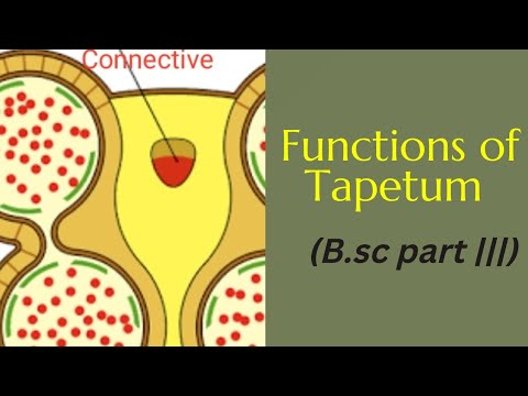 Tapetum के कार्य|Functions of Tapetum|Tapetum के functions|B.sc part 3 ...