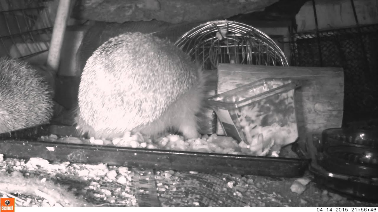2 Hedgehogs fight 14Apr15 Cambridge UK 957p - YouTube