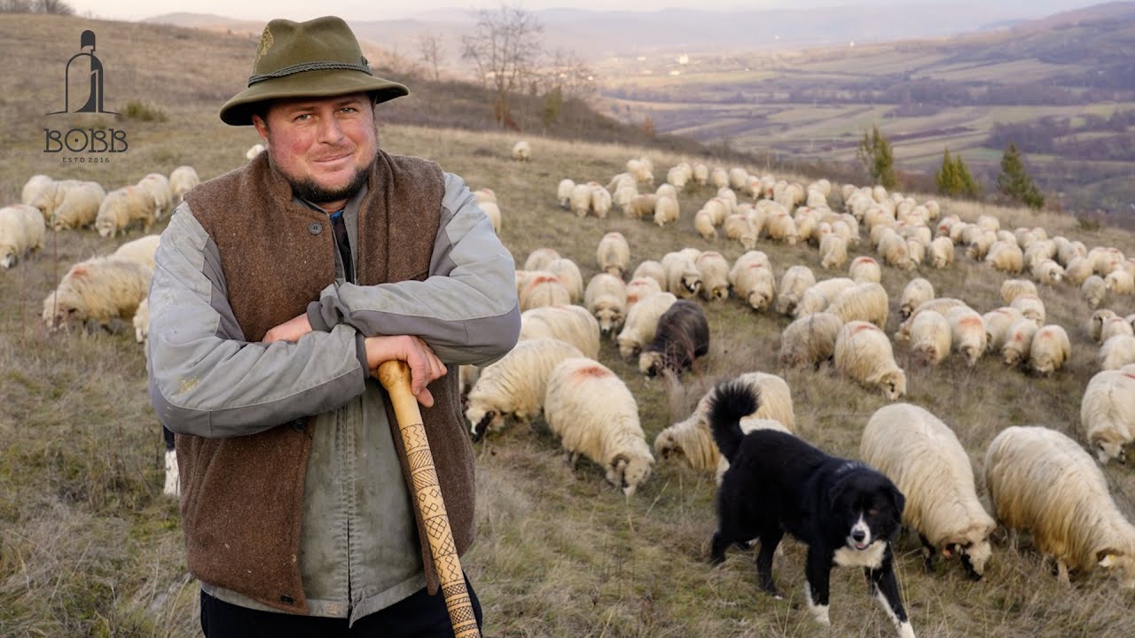De la ORĂȘAN la CIOBAN cu Ciobănașu' Bogdan | LUPII au atacat oile de 2 ...