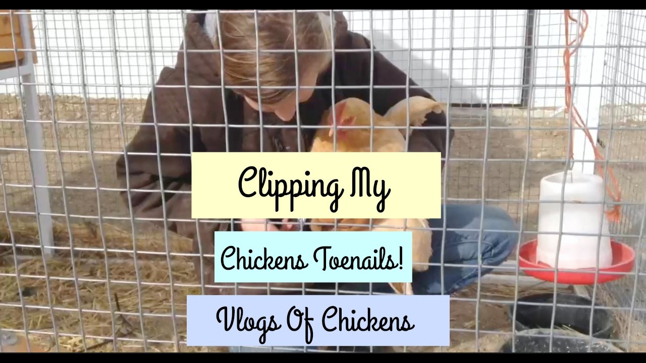 Clipping My Chickens Toenails! - YouTube