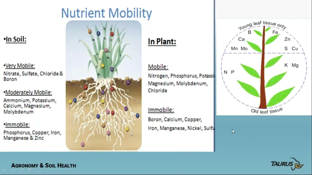 How A Plant Grows: A Plant's Perspective - Part 4: Putting it Together ...