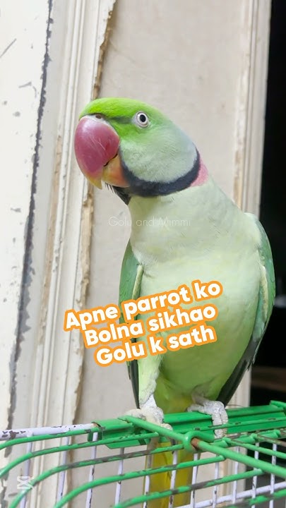 Teach your parrot to talk like Golu #talkingparrot #birds #nonstoptalkingparrot #worldparrotday ...