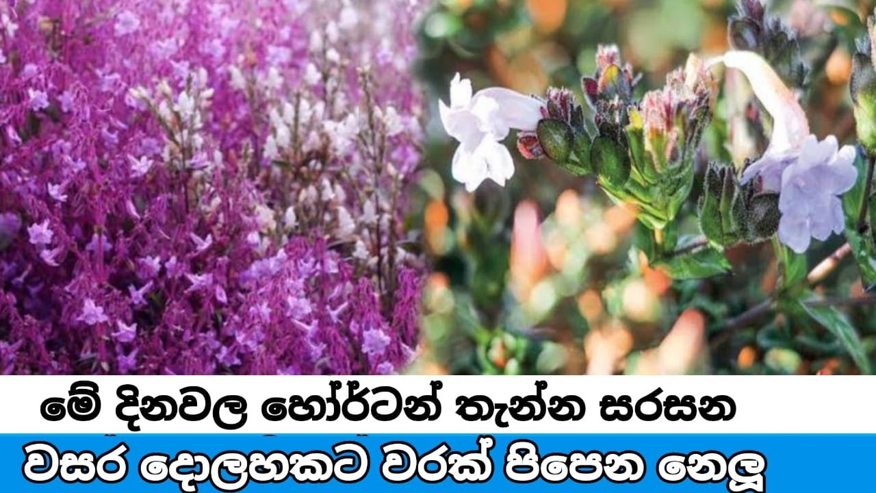 හෝර්ටන් තැන්න හැඩ කරන නෙලූ මල් / beautiful nelu flower in horton place ...