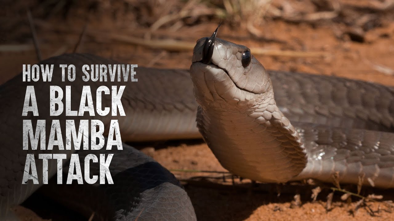 How To Survive a Black Mamba Attack - YouTube