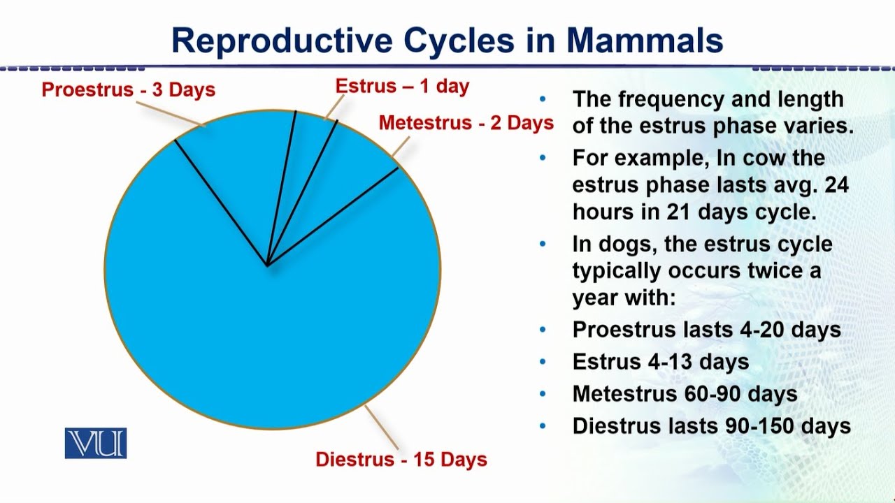 Reproductive Cycles in Mammals | Animal Form & Function 2 (Theory ...