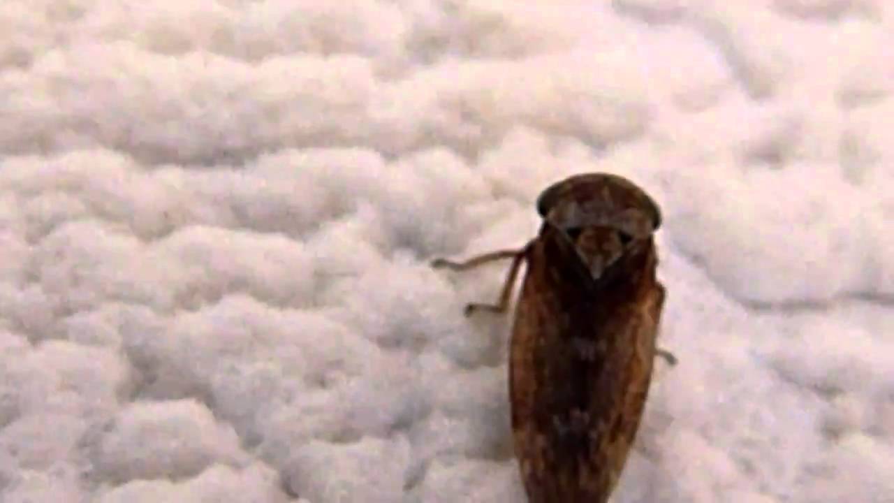 Big fat Bug - The Escape - YouTube