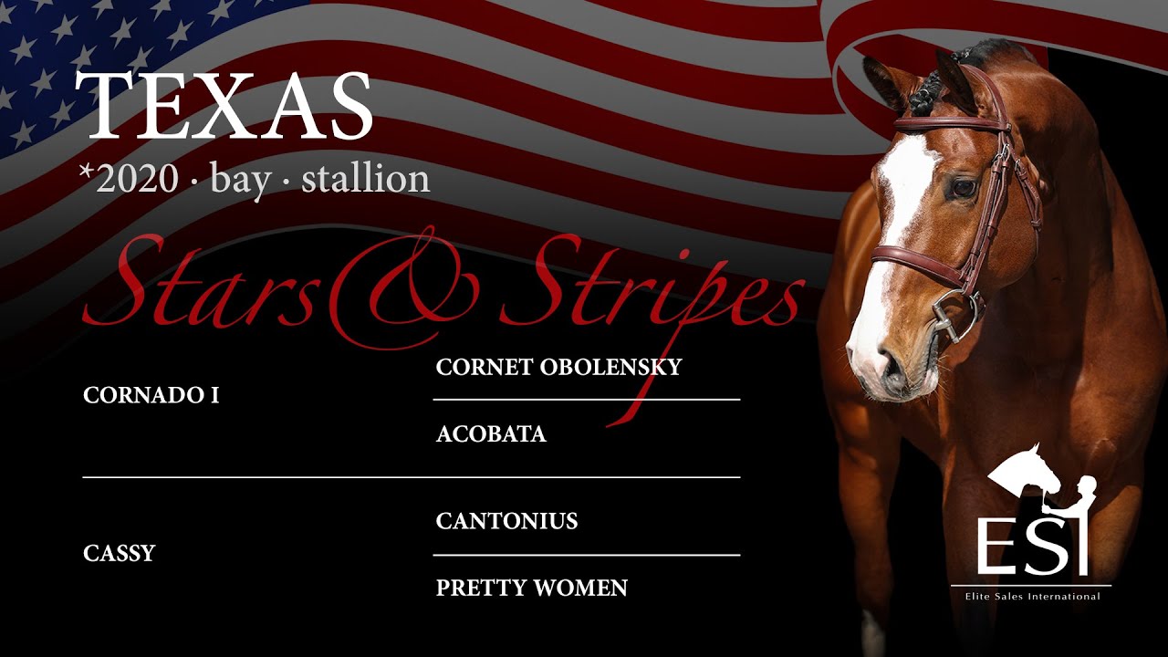 TEXAS *2020 bay stallion by Cornado I x Cantonius ESI Hunter ...