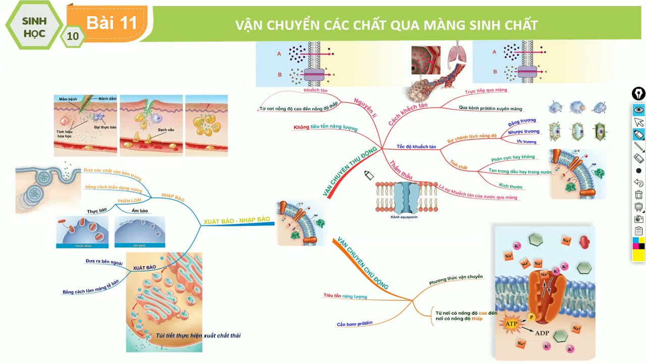 Hướng Dẫn Cách Vẽ Sơ đồ Tư Duy Về Tế Bào Toàn Tập Từ A Z