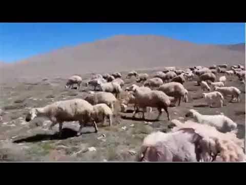 Navê te û - Helbestên Xortanî 1987