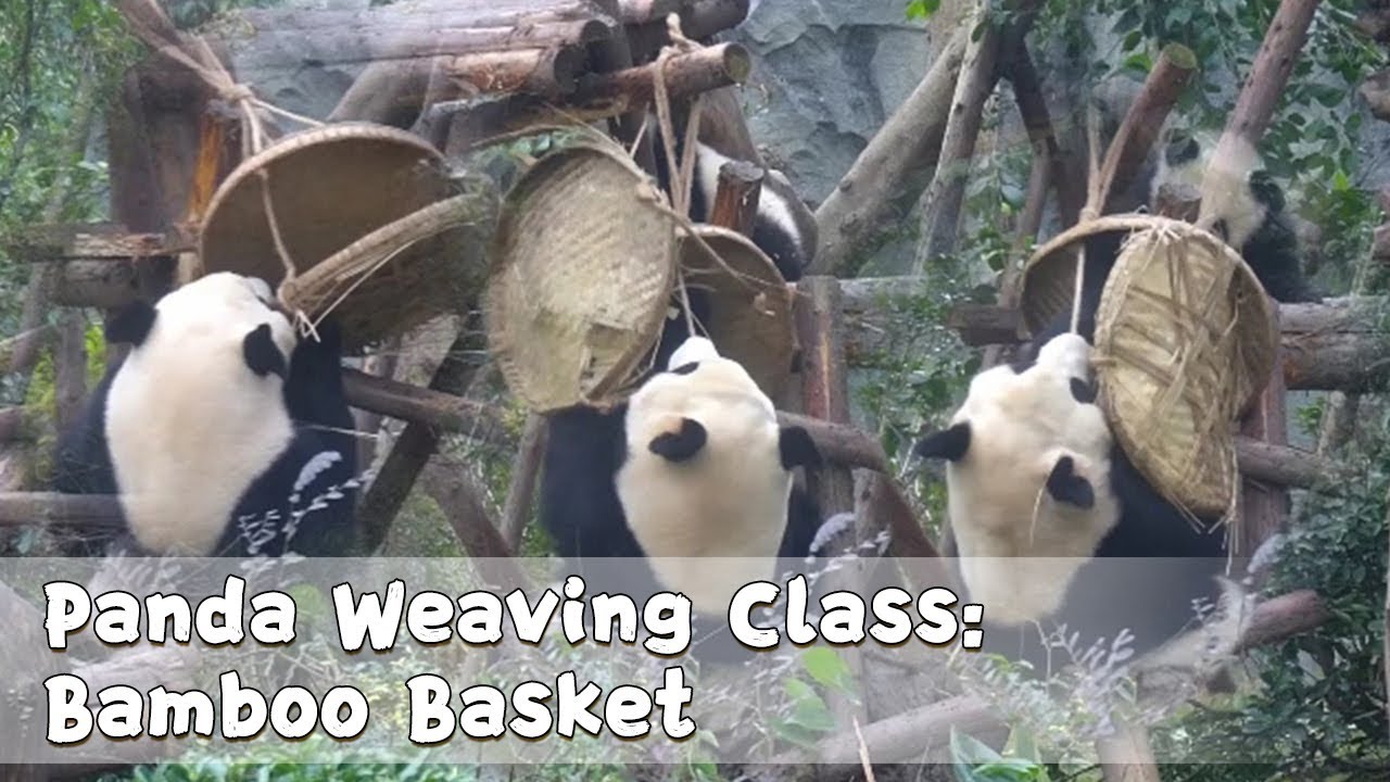 Panda Weaving Class: Bamboo Basket | iPanda - YouTube