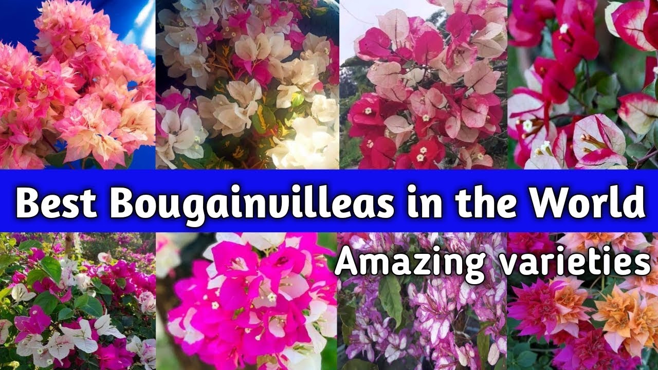 Bougainvillea Colors Names