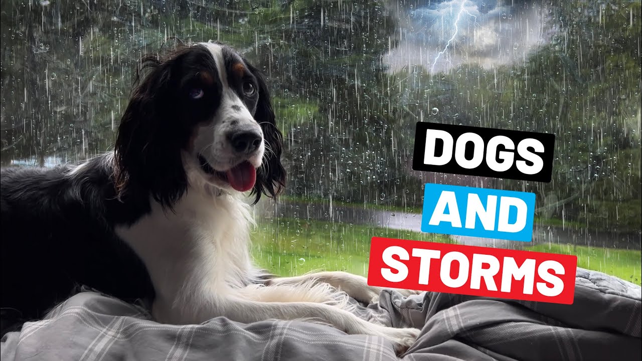 Helping Your Dog Through Thunder Storms - YouTube