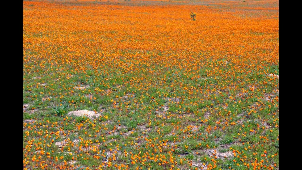 South Africa travel : Spring in Namaqua - YouTube
