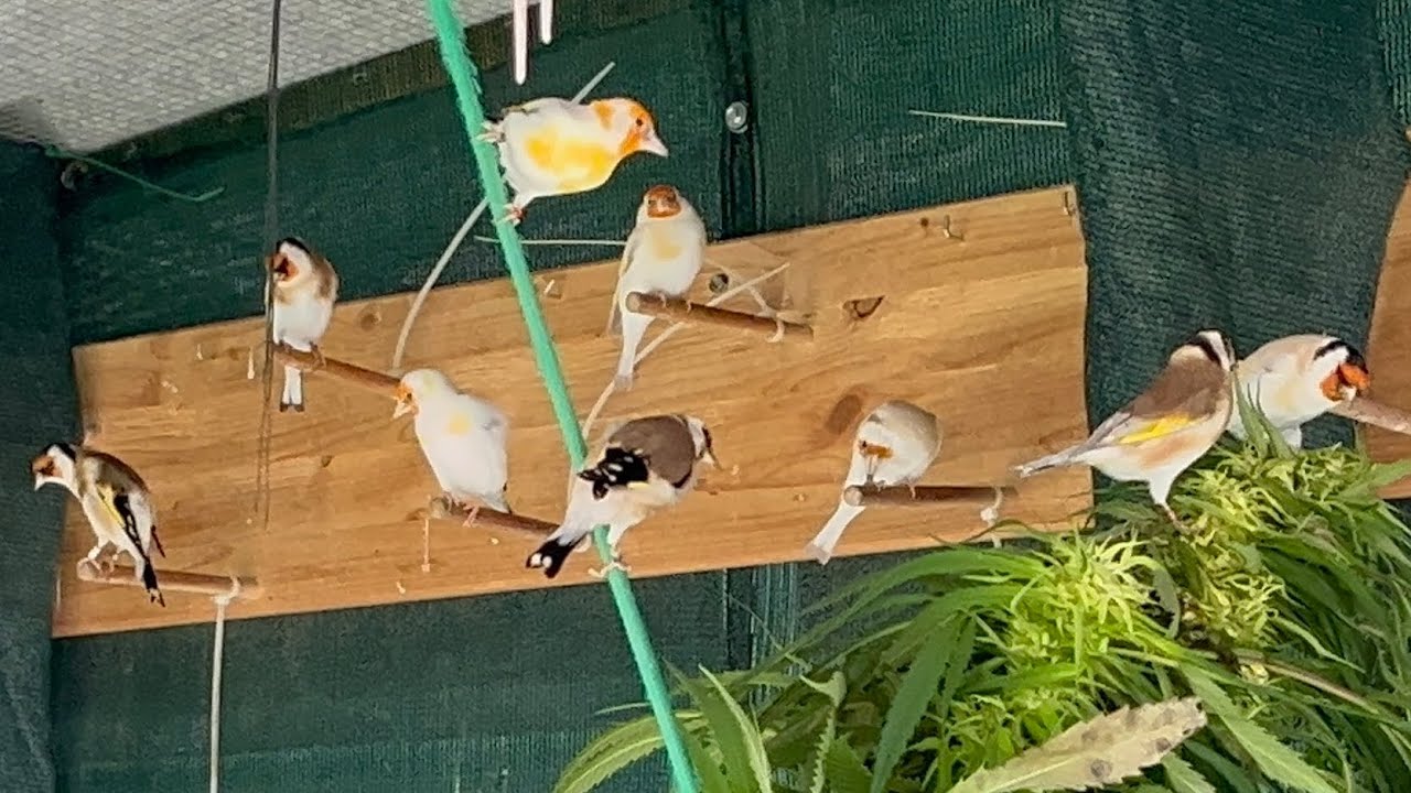 Stieglitz Major Goldfinch Feeding Weed Voliere 🌿 Майор Щегол الحسون ...